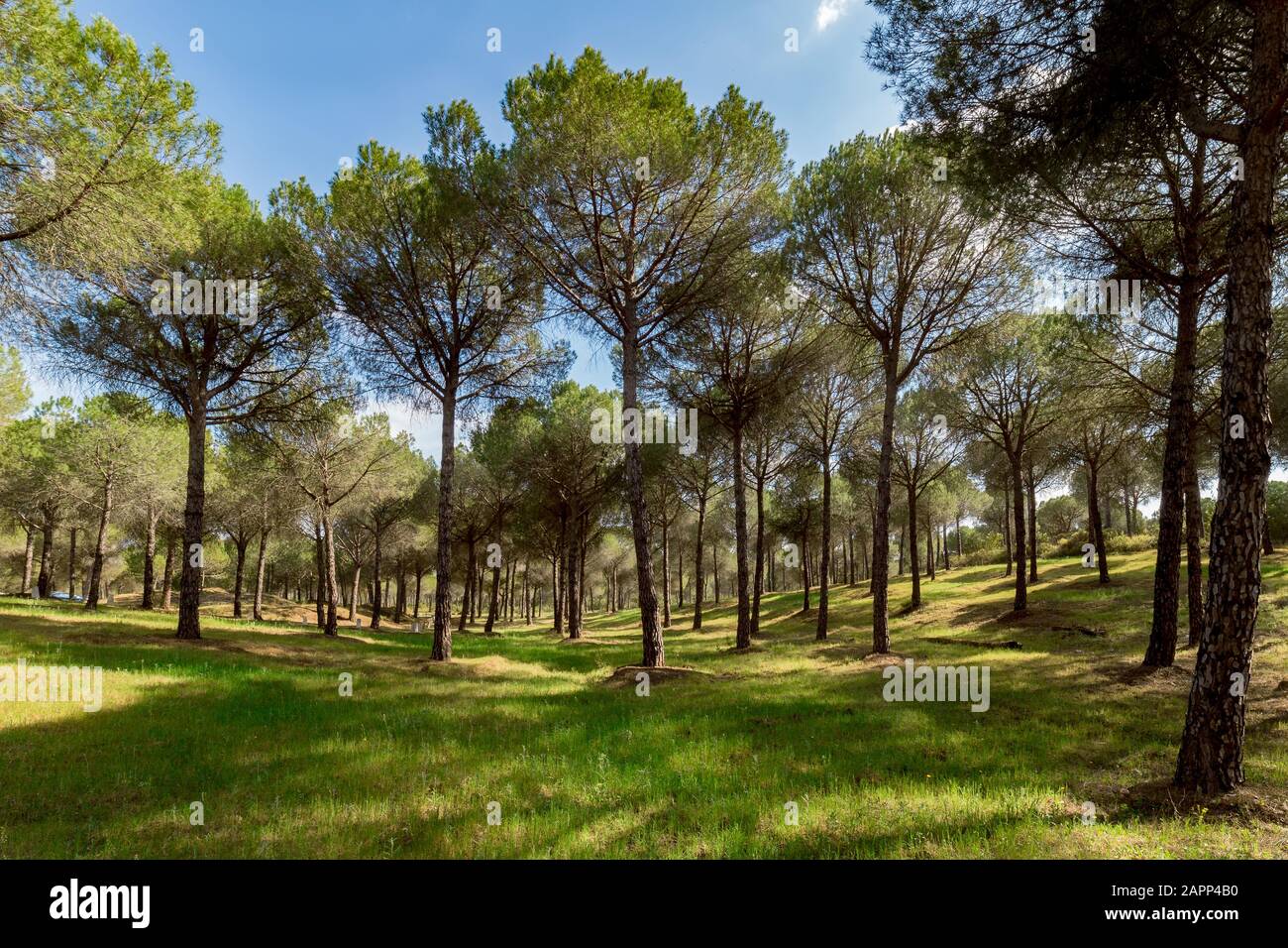 Beautiful spring forest. Morning in the pine forest. Wilderness ...