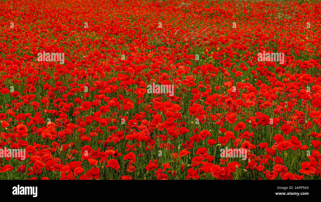 Rolling Poppy Fields in Flanders WW1 world war 1 battlefield ...
