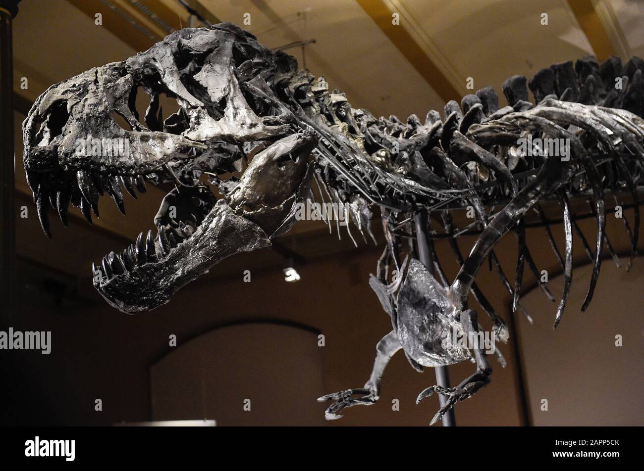 24 January 2020, Berlin: View of the skeleton of a Tyrannosaurus Rex ...
