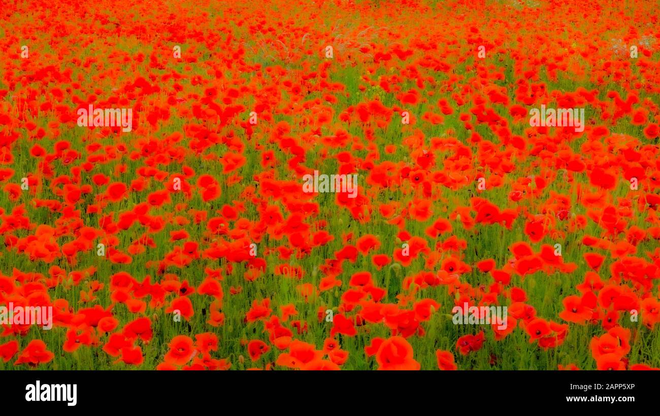 Rolling Poppy Fields in Flanders WW1 world war 1 battlefield ...
