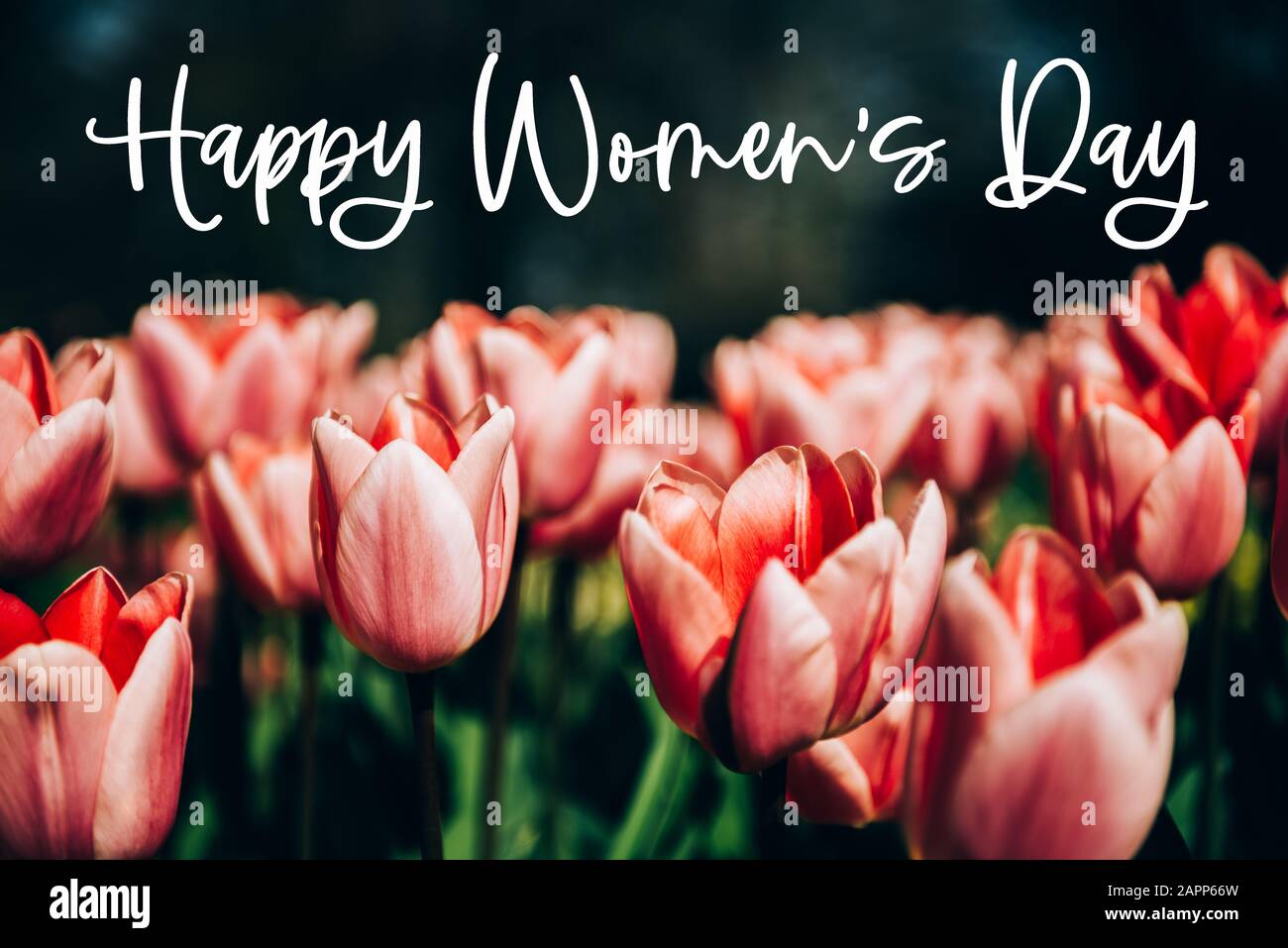Happy womens day phrase. Flowerbeds of blossoming tulips during spring ...