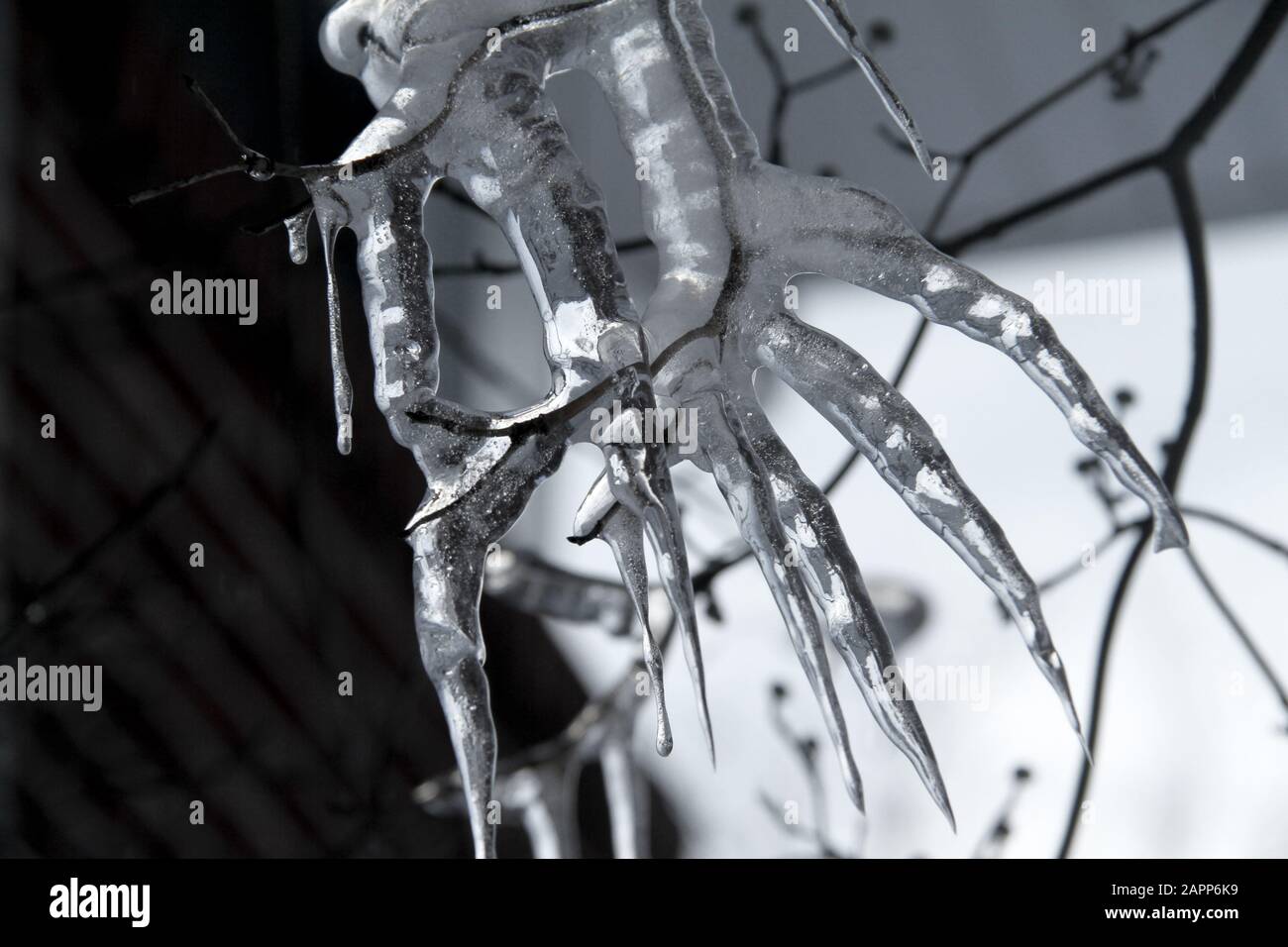 Icicles hanging from tree branches Stock Photo - Alamy