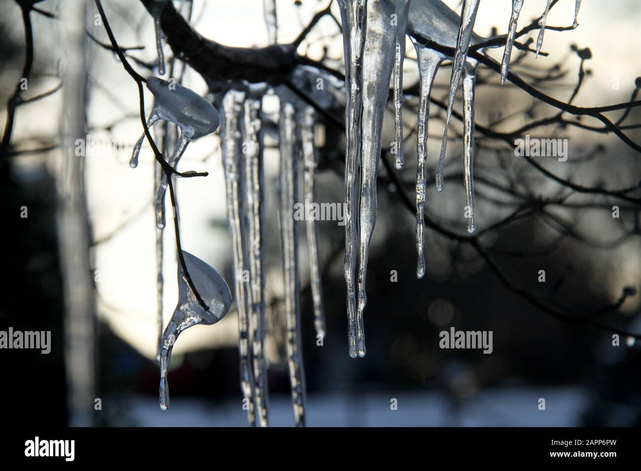 Icicles hanging from tree branches Stock Photo - Alamy