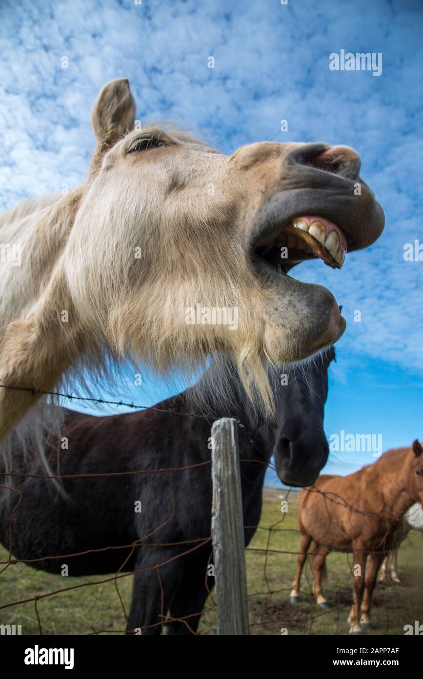 Random horse on the ringroad in Iceland Stock Photo - Alamy