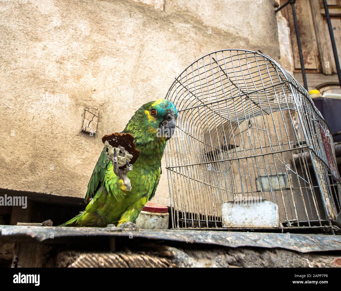 Bolivian Amazon parrot eatting cookie Stock Photo - Alamy