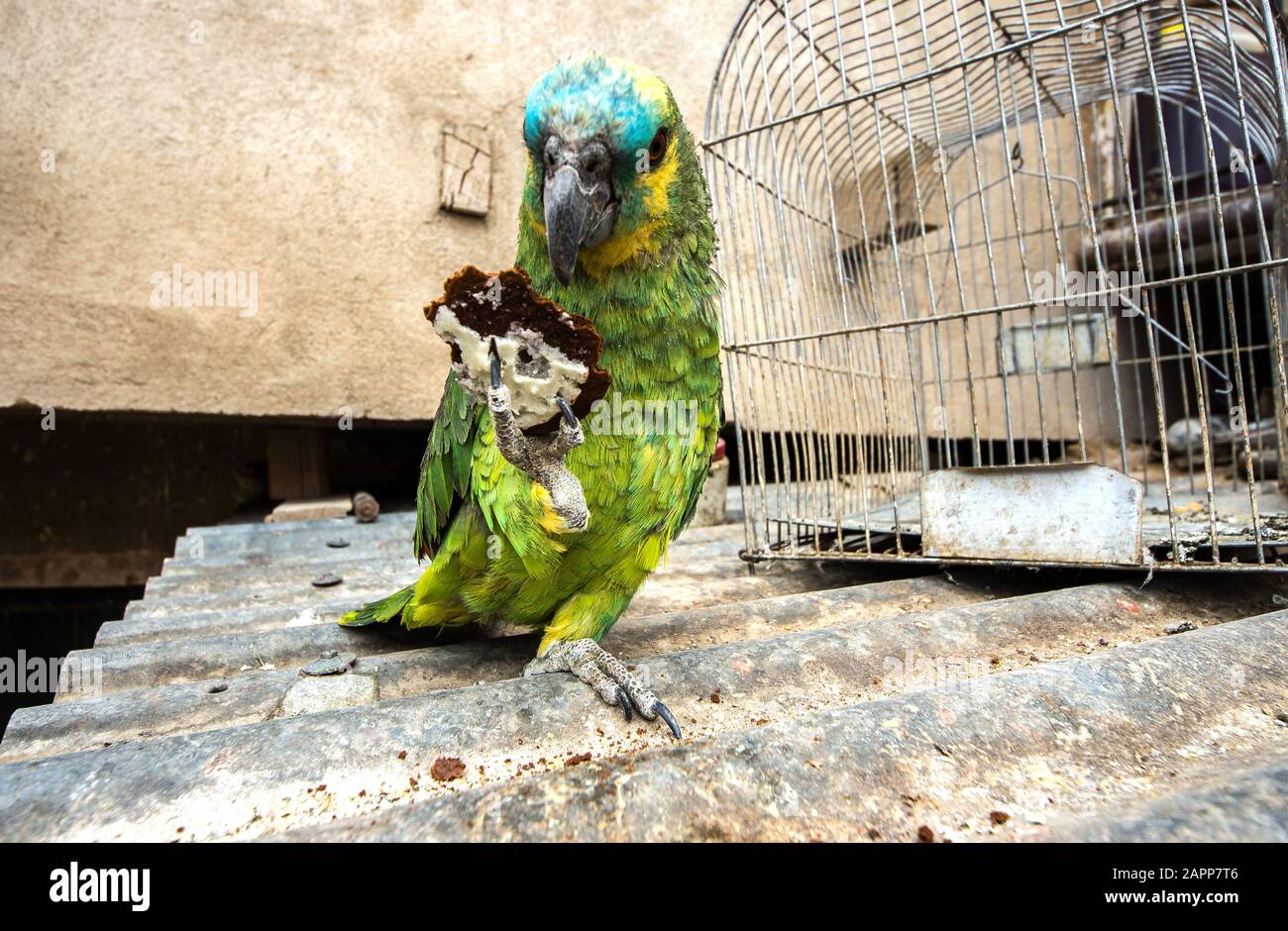 Bolivian Amazon parrot eatting cookie Stock Photo - Alamy