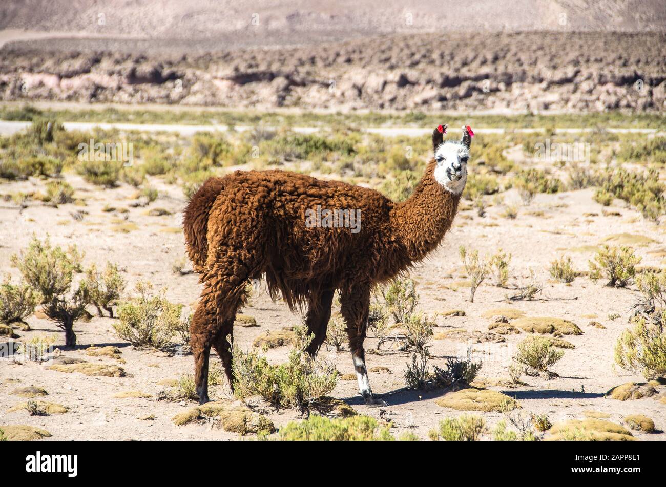 Cute llamas of Altiplano, Bolivia, South America. Wild animals in ...