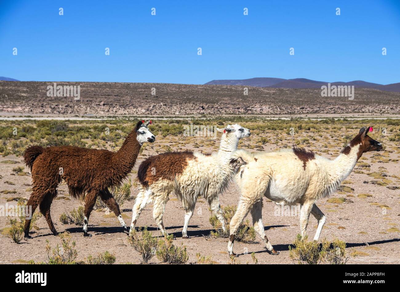 Cute llamas of Altiplano, Bolivia, South America. Wild animals in ...