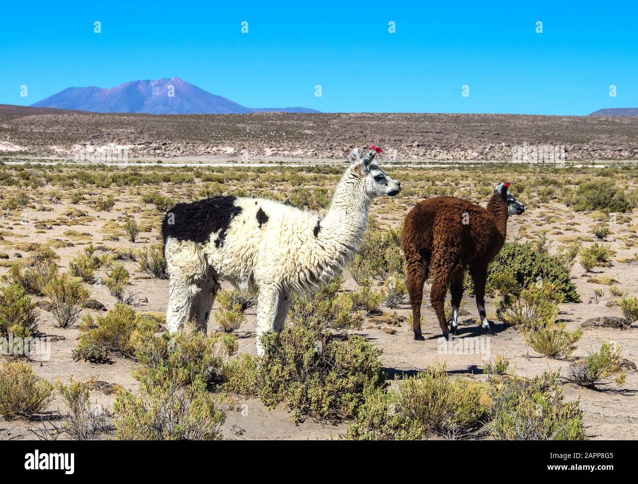 Cute llamas of Altiplano, Bolivia, South America. Wild animals in ...