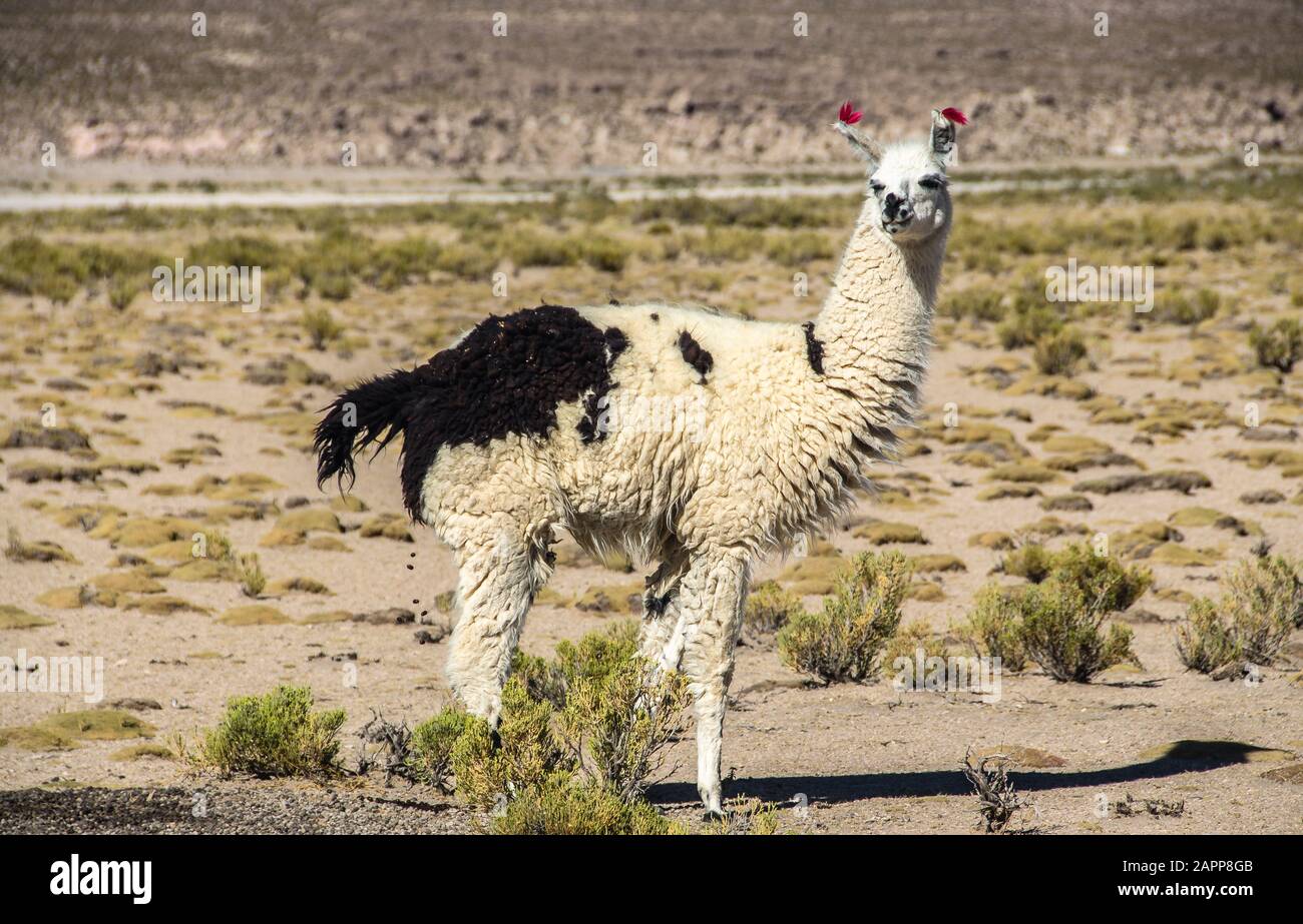 Cute llamas of Altiplano, Bolivia, South America. Wild animals in ...