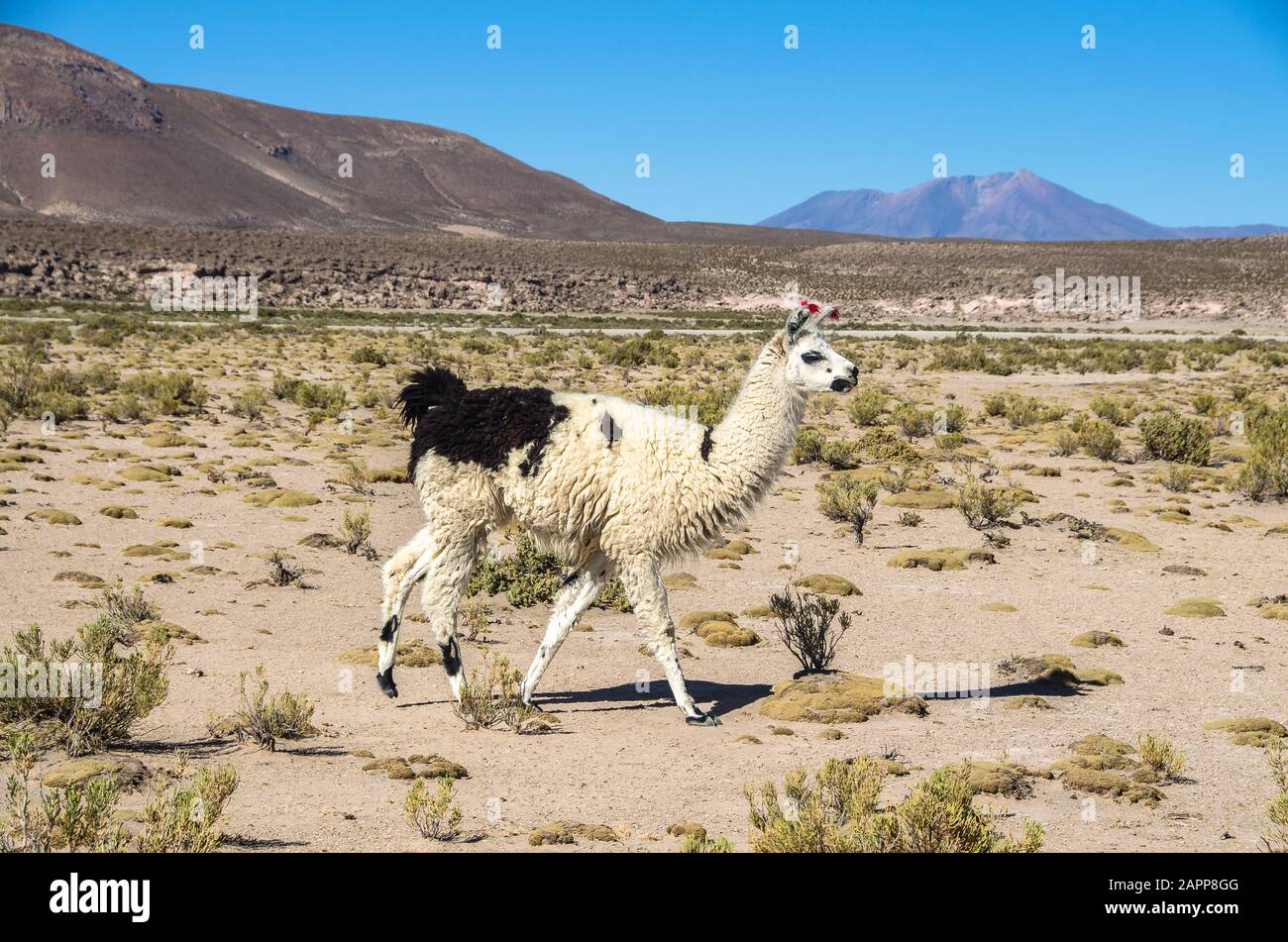 Cute llamas of Altiplano, Bolivia, South America. Wild animals in ...