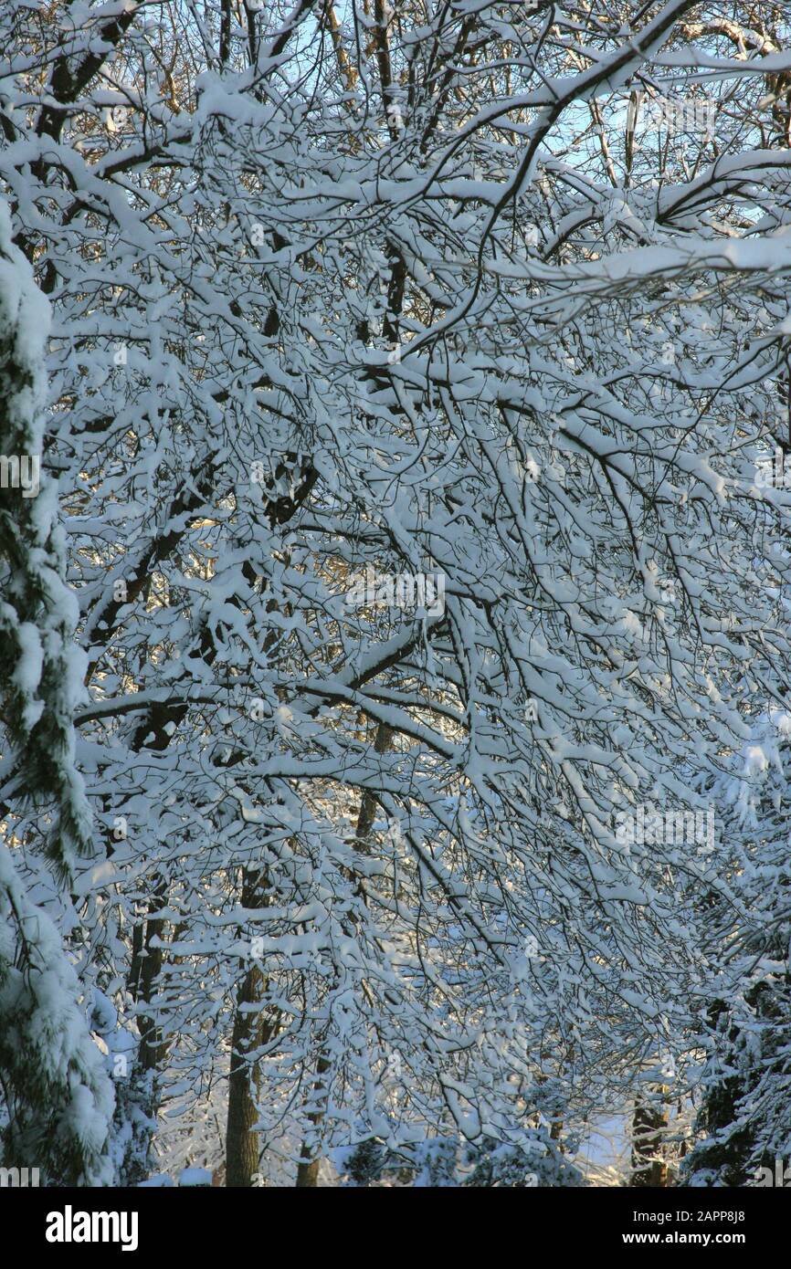 Thick snow covering branches hi-res stock photography and images - Alamy