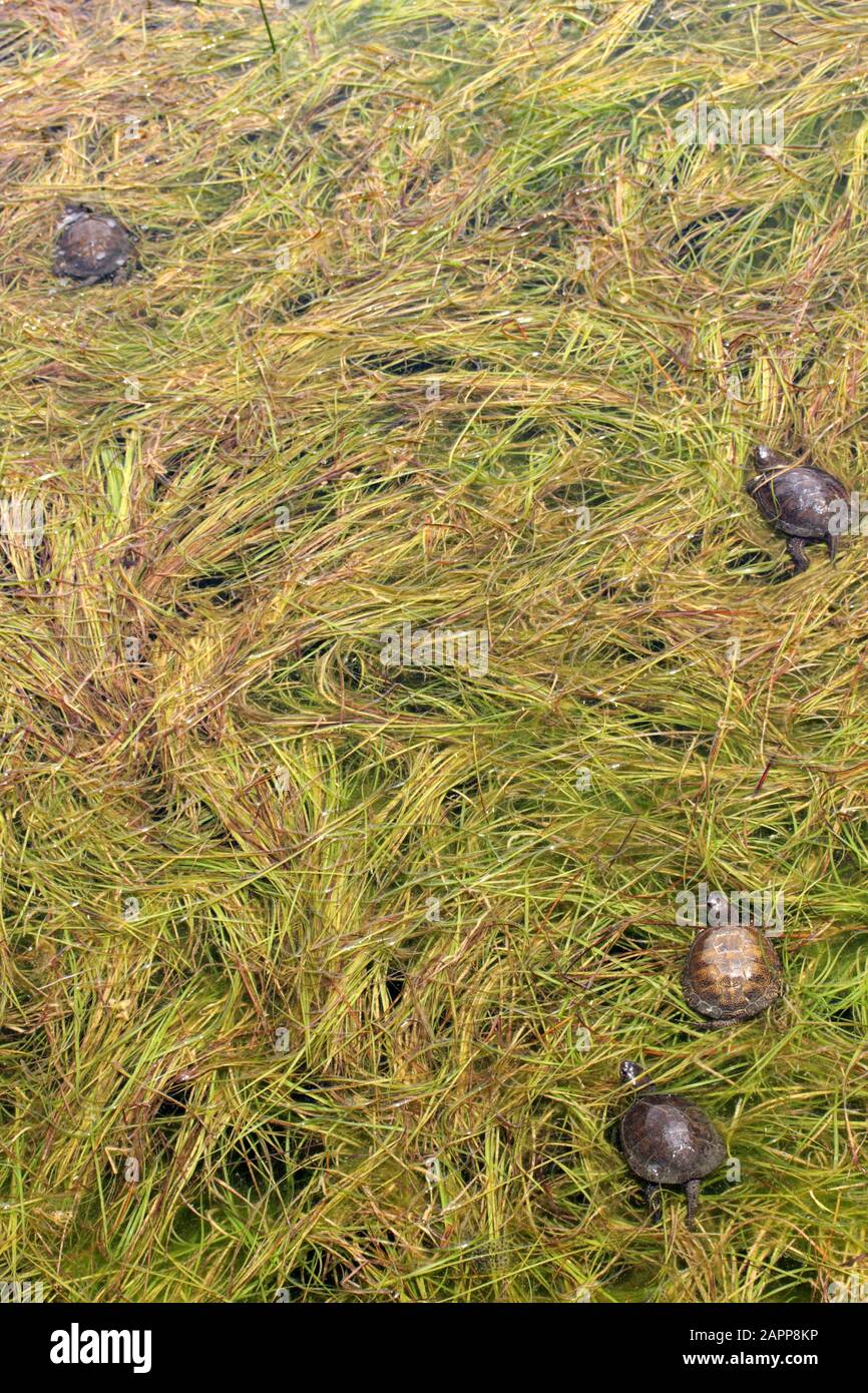 water turtles in the pool Stock Photo - Alamy