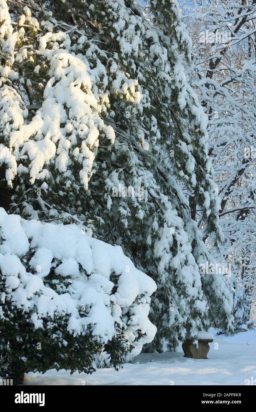 Thick snow covering branches hi-res stock photography and images - Alamy