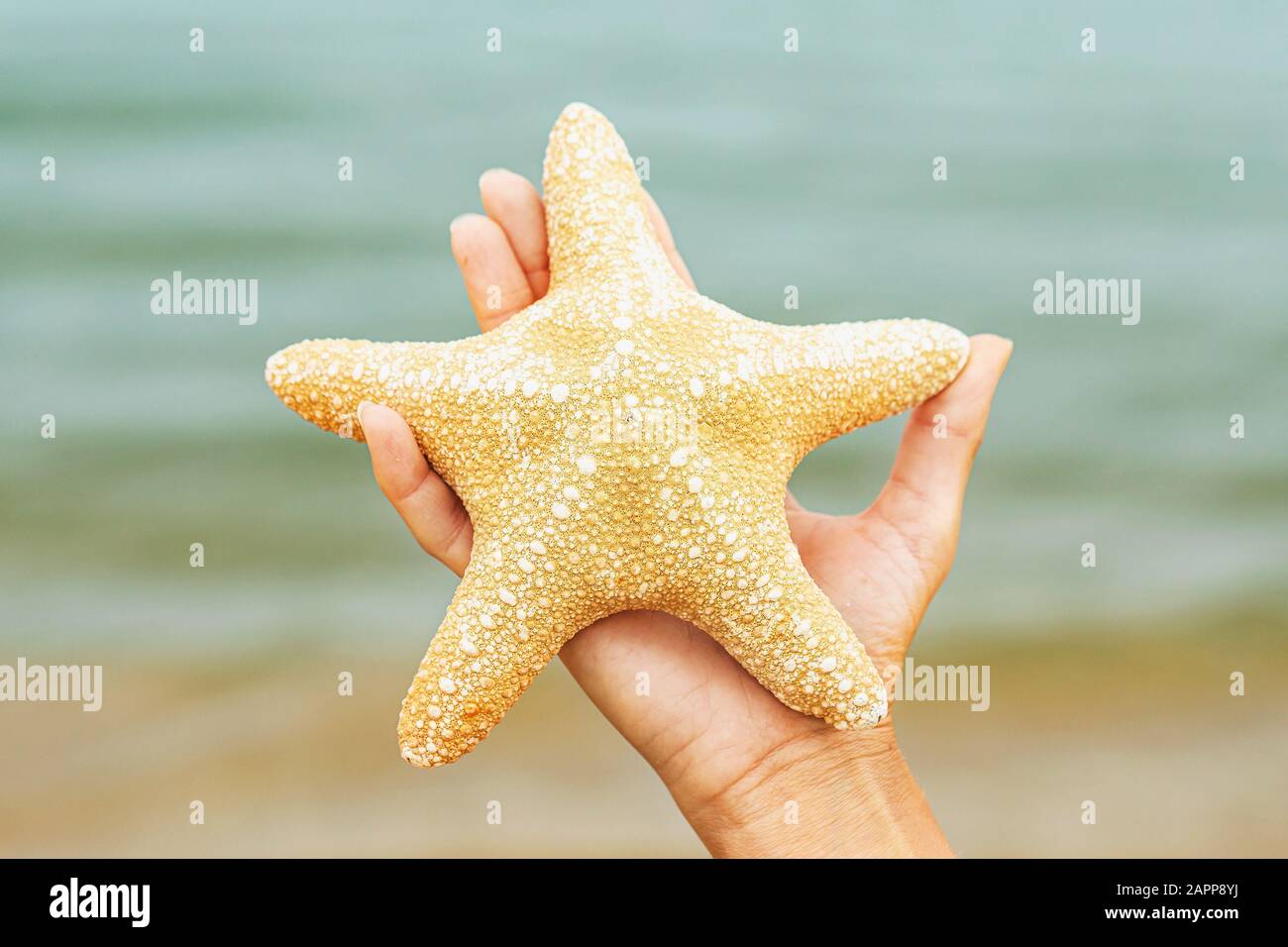 Close-up starfish in hand on sea background Stock Photo - Alamy