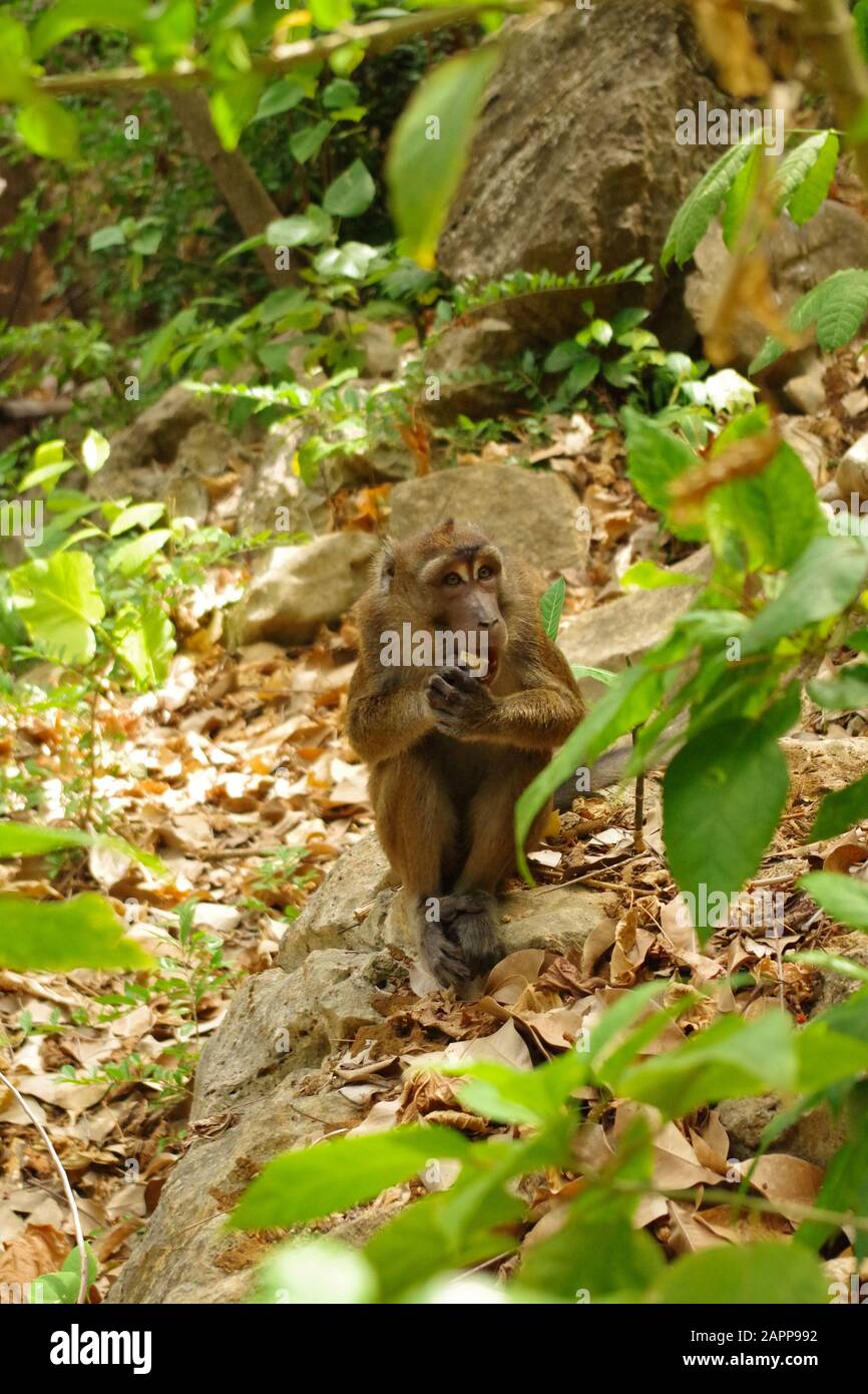 A young monkey eating a piece of pineapple. An animal is sitting in the ...
