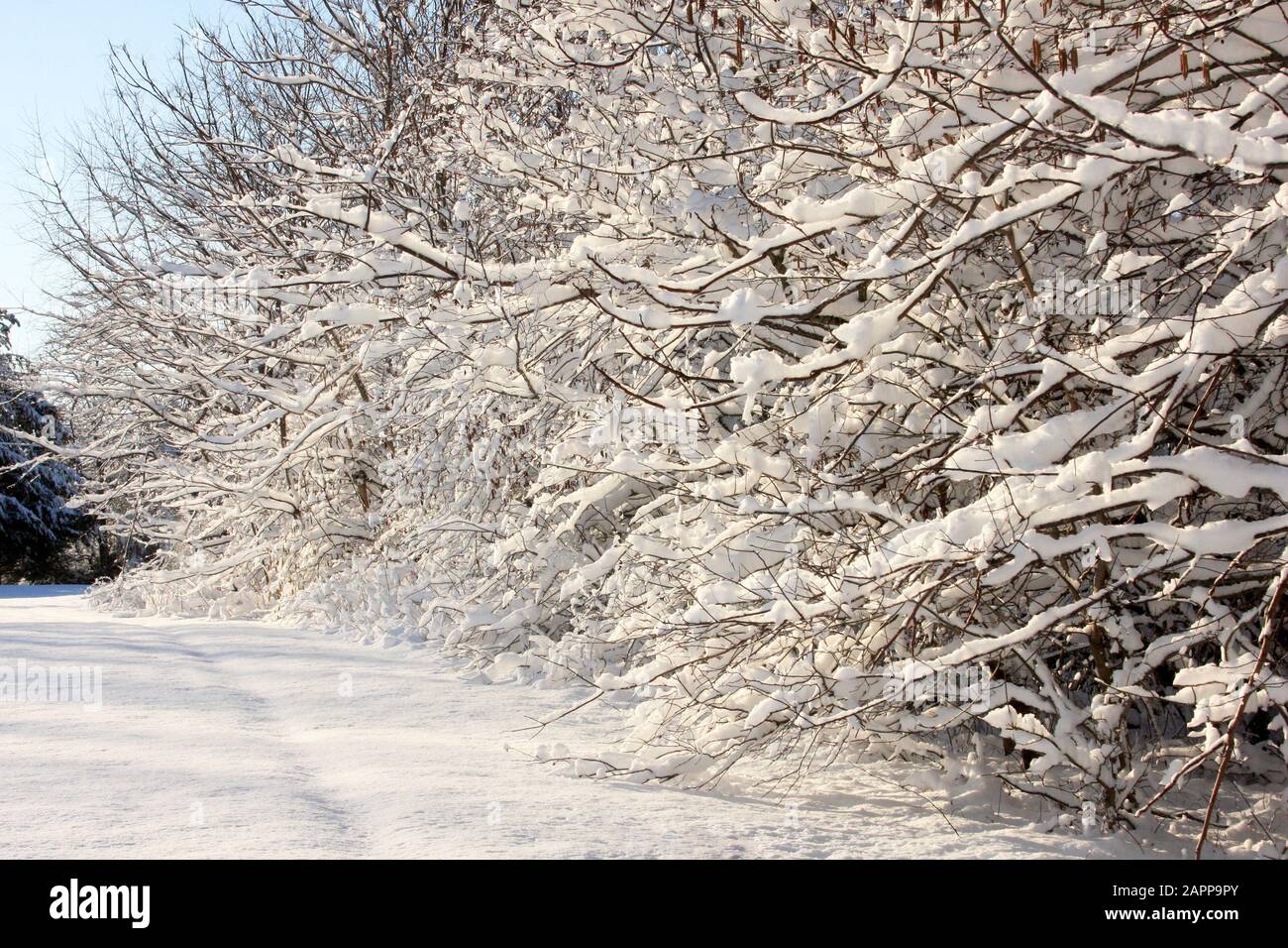 Snow falling off tree hi-res stock photography and images - Alamy