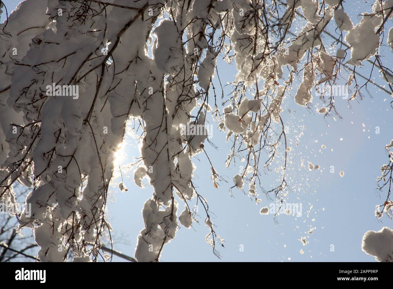Fresh snow falling from trees after the storm Stock Photo - Alamy