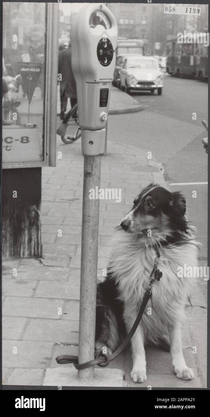 Dog tied to parking meter in Amsterdam Date: 19 March 1964 Location ...