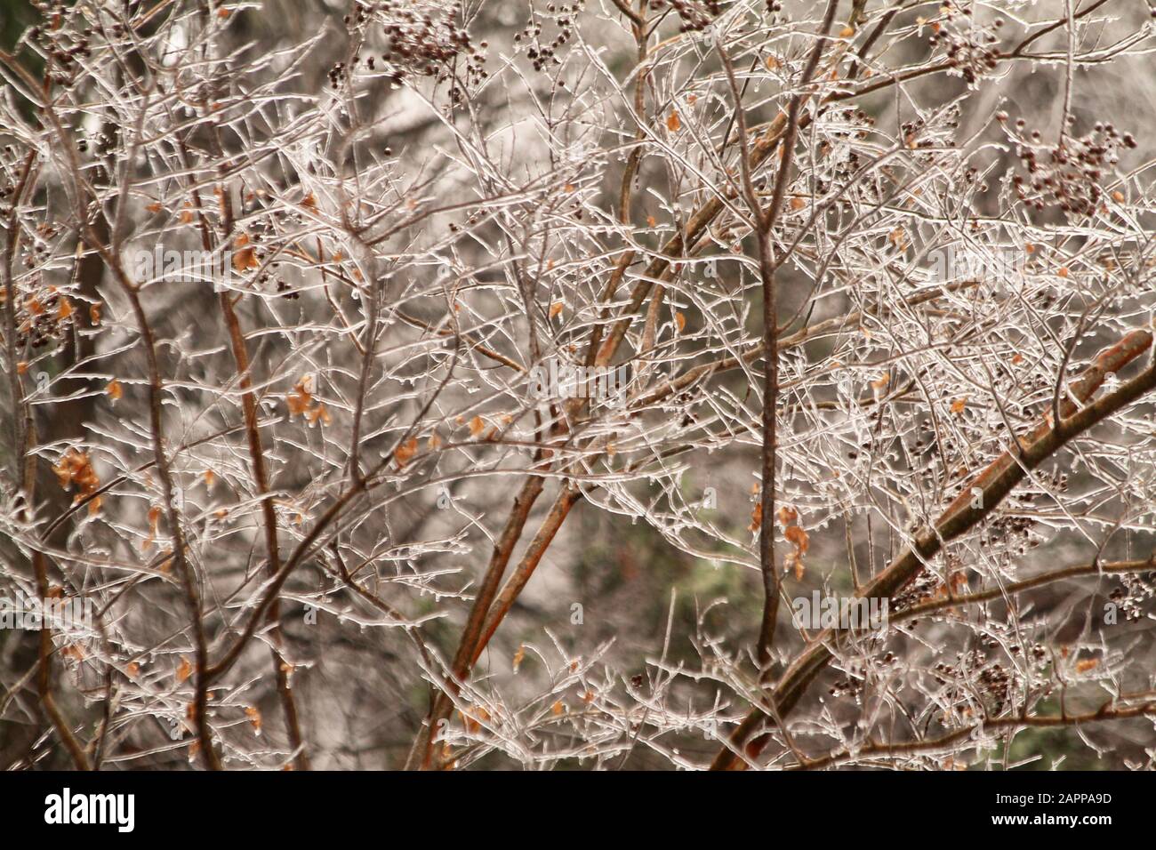 Frozen iced tree branches hi-res stock photography and images - Alamy