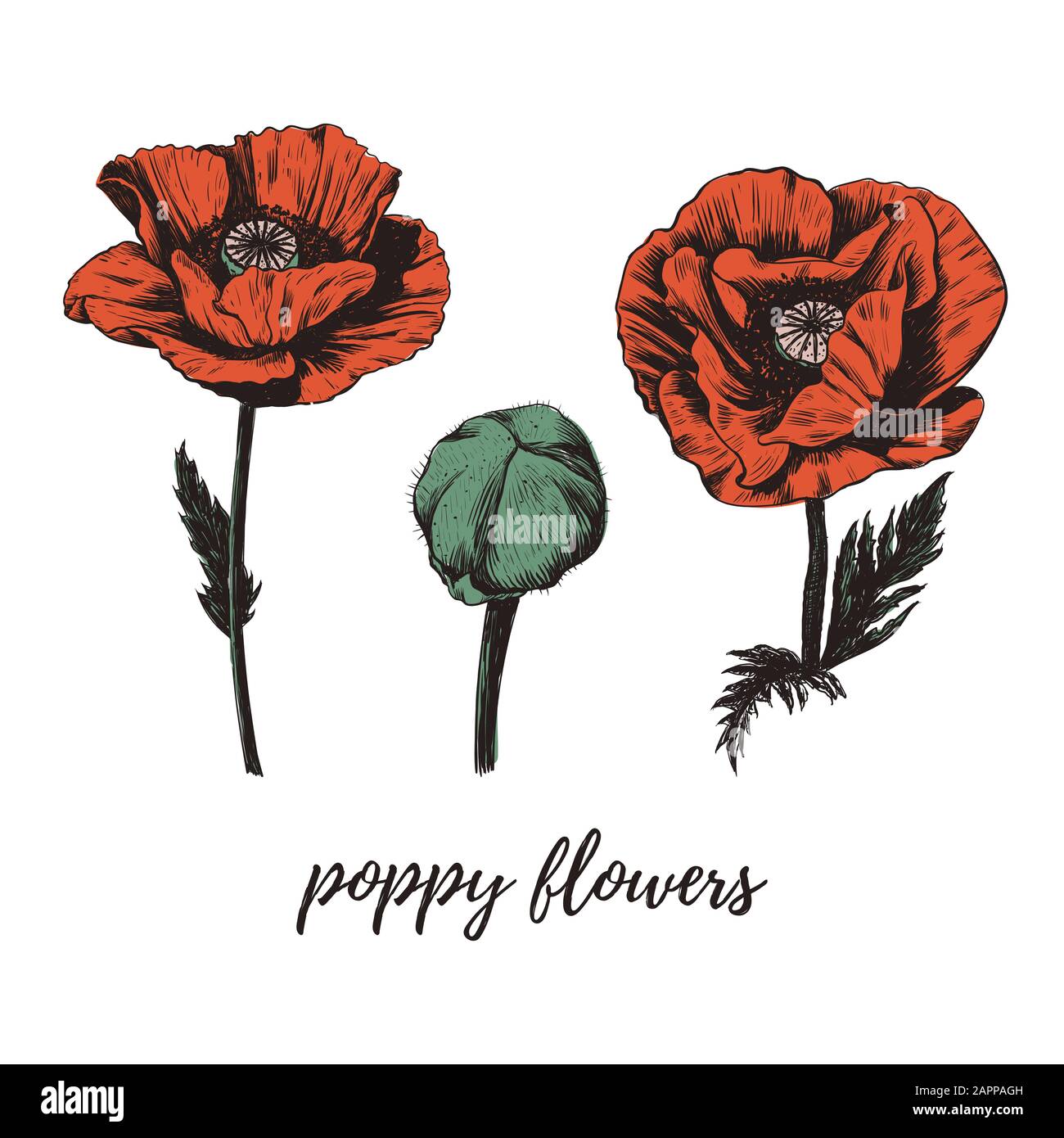 Red poppy flower vector illustration Stock Vector Image & Art - Alamy