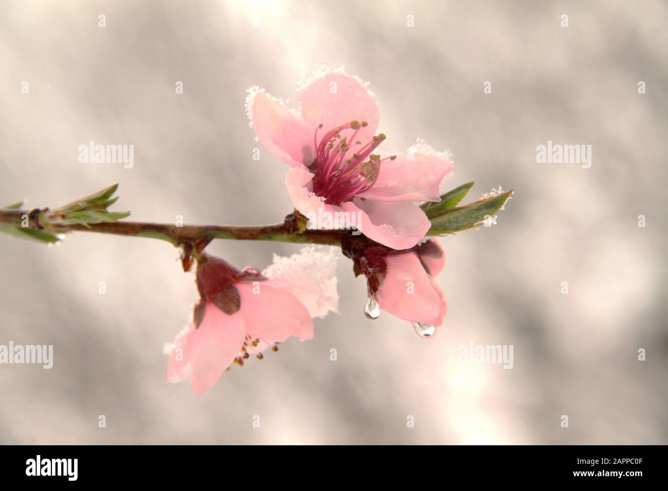 Ornamental peach tree hi-res stock photography and images - Alamy