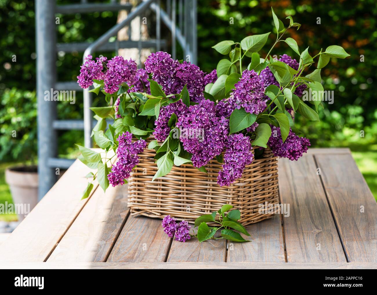 Garden scene with bouquet of purple lilac flowers in wicker basket on ...