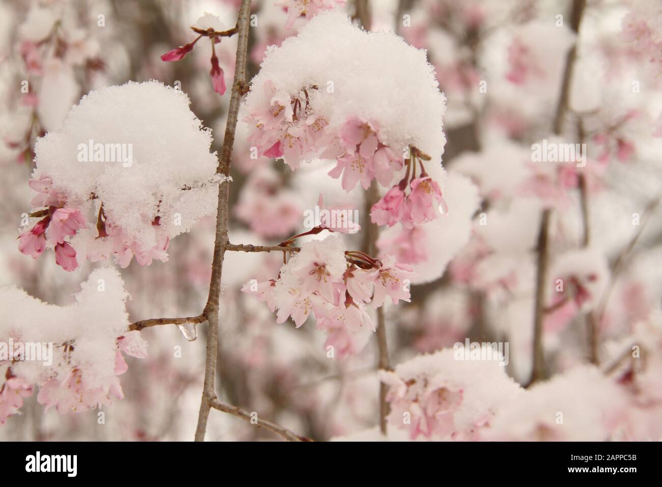 Snow covered cherry tree hi-res stock photography and images - Alamy