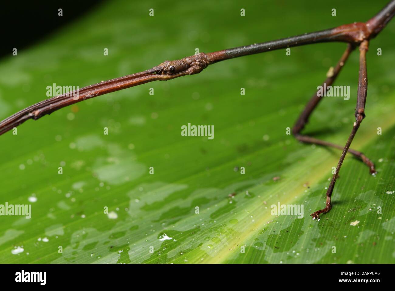 Stick insect borneo hi-res stock photography and images - Alamy