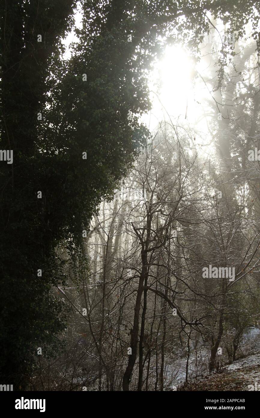 Moisture in the woods hi-res stock photography and images - Alamy