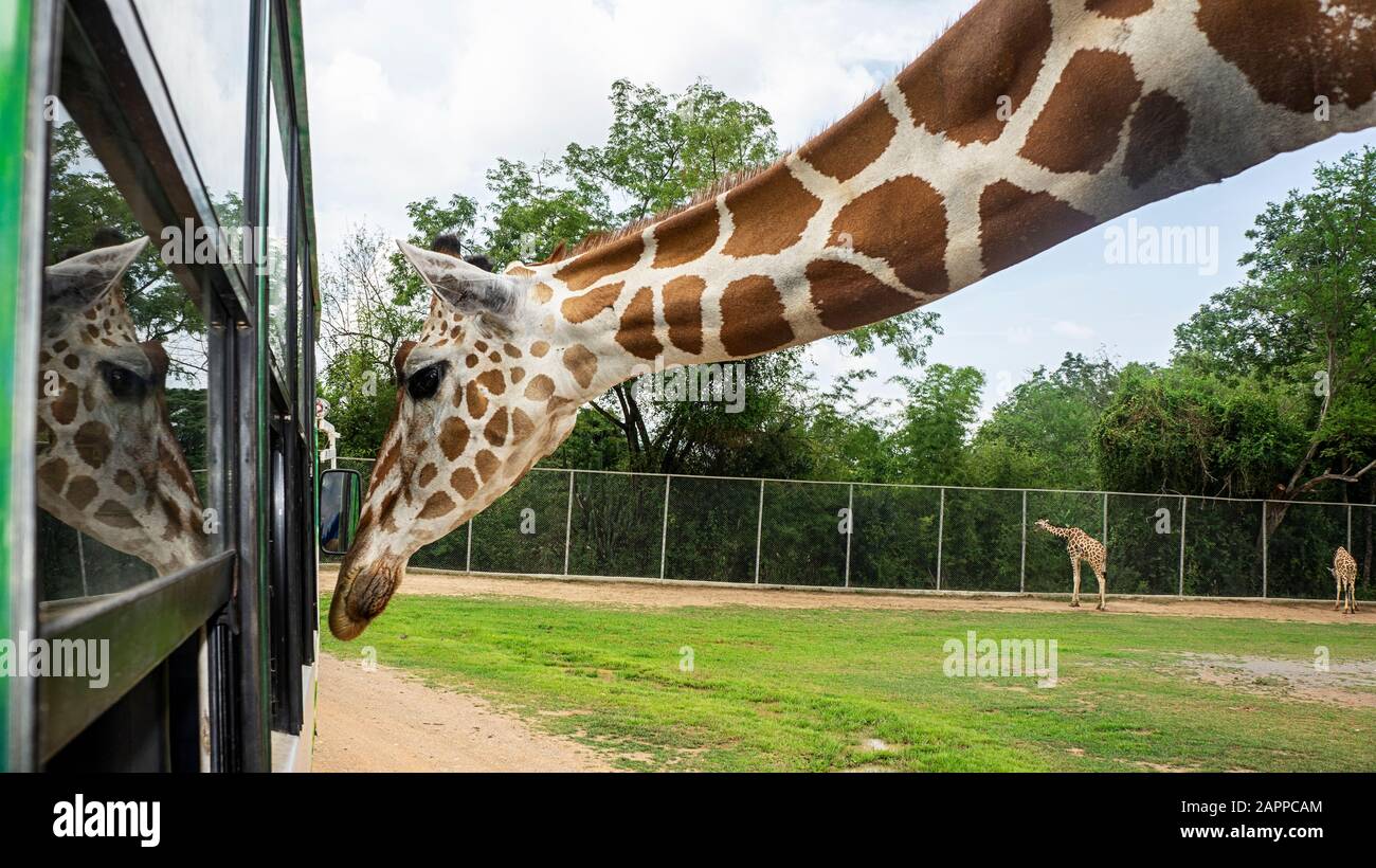 Giraffe bus hi-res stock photography and images - Alamy