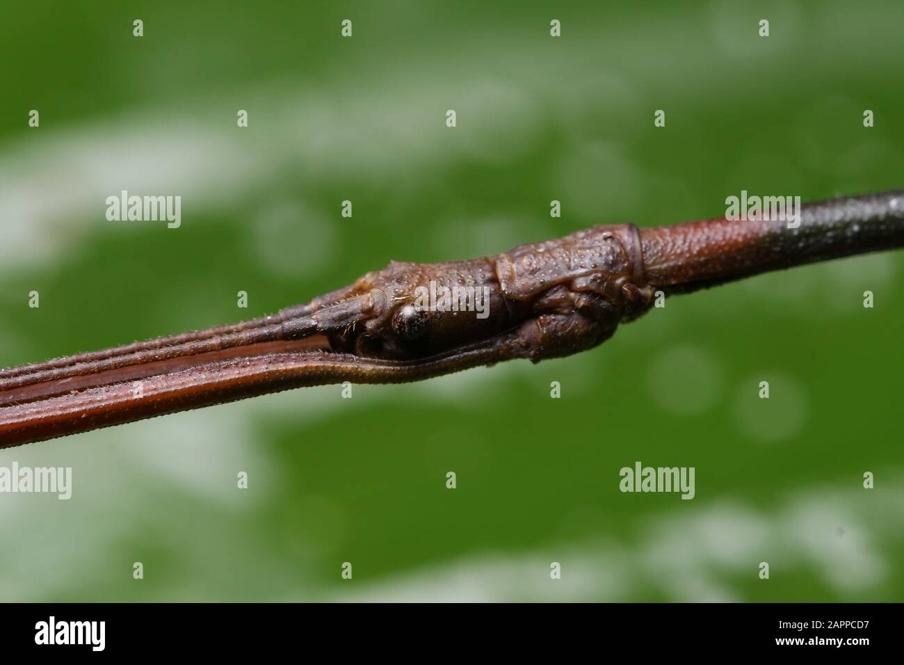 Borneo insects hi-res stock photography and images - Alamy