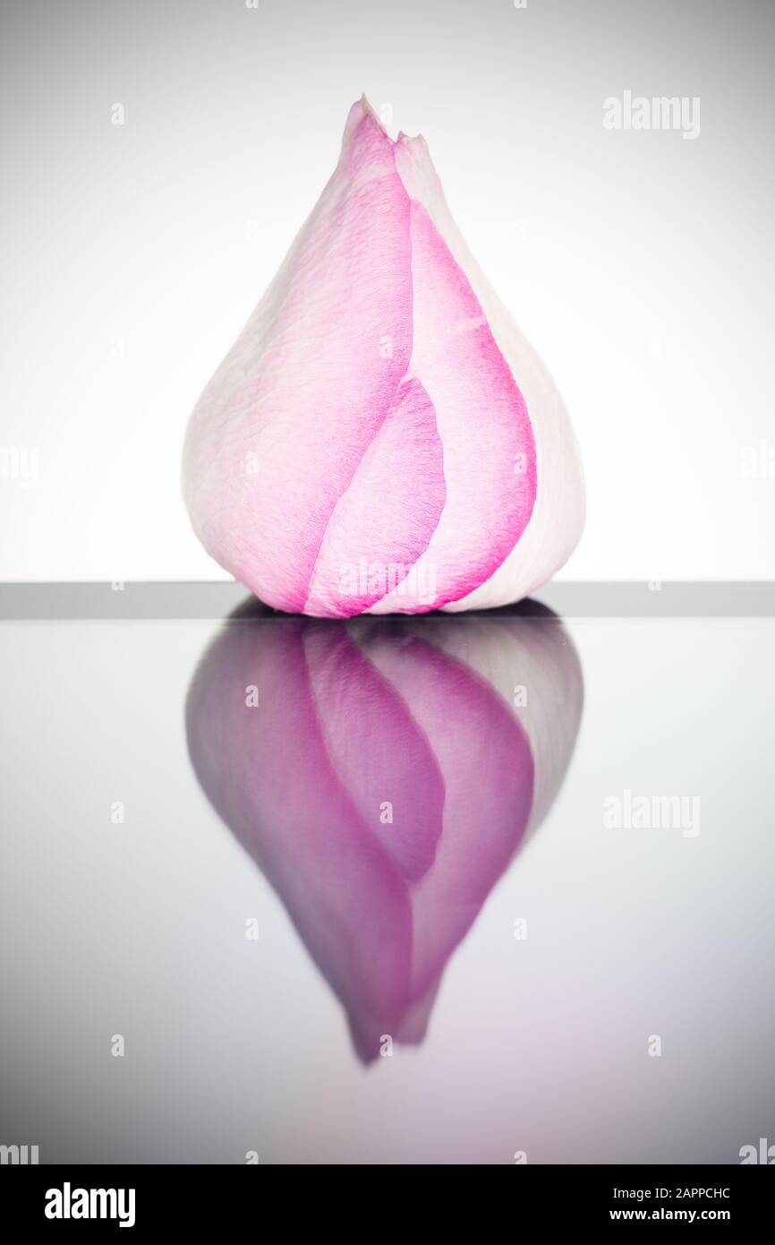 Closed pink and white rose flower with its own reflection in center ...