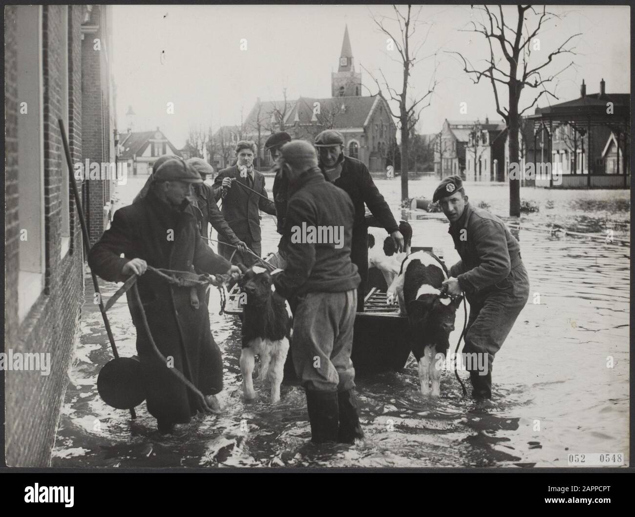 cattle, FLOWS, villages Date: February 2, 1953 Location: 's-Gravendeel ...