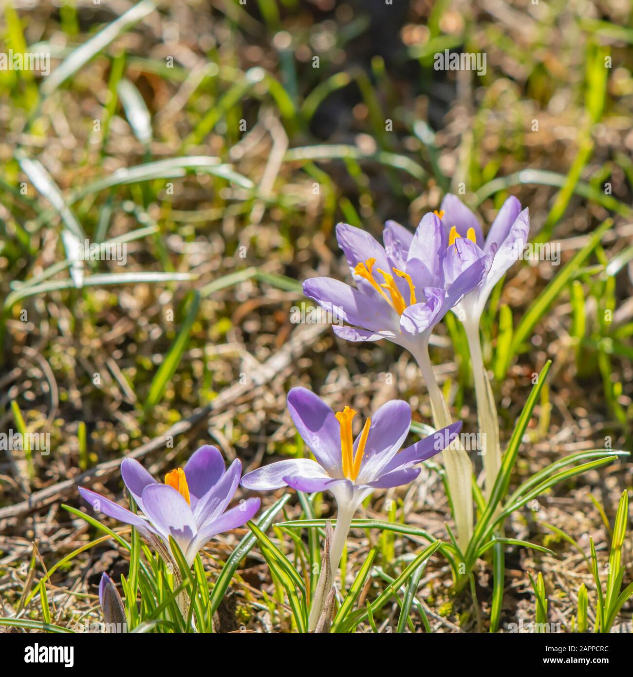 The first crocuses a year that break through the dry soil and whose flowers shine in the ...