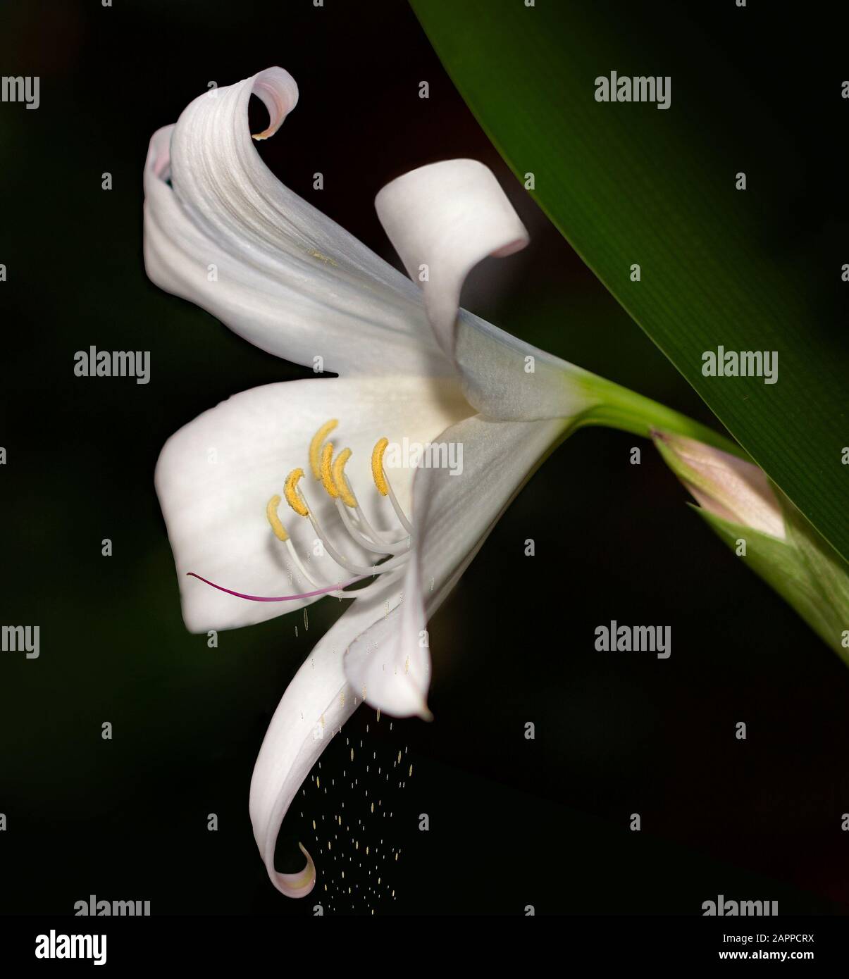 Palm lily hi-res stock photography and images - Alamy