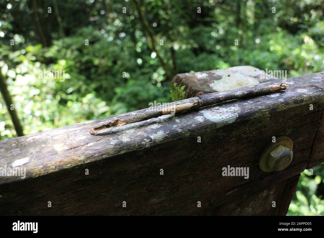 Insect borneo hi-res stock photography and images - Alamy