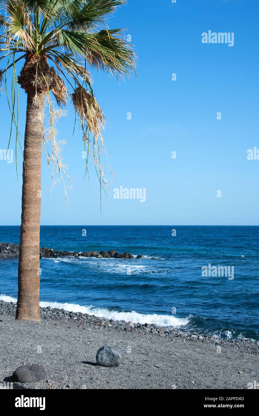 Beach with one palm in Candelaria town, Tenerife, Spain Stock Photo - Alamy