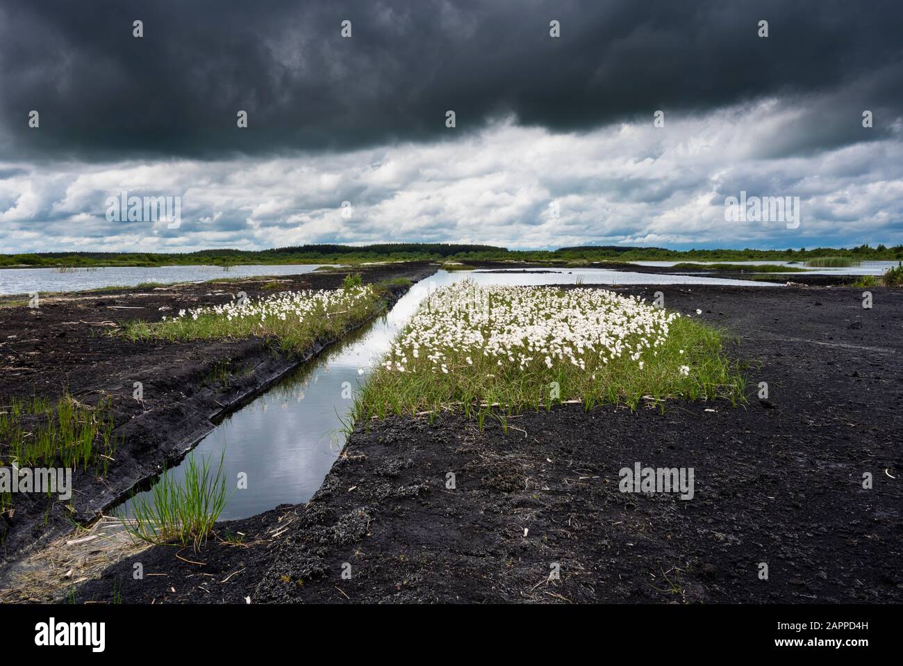 A large clump of bog cotton (Eriophorum angustifolium) growing in a ...