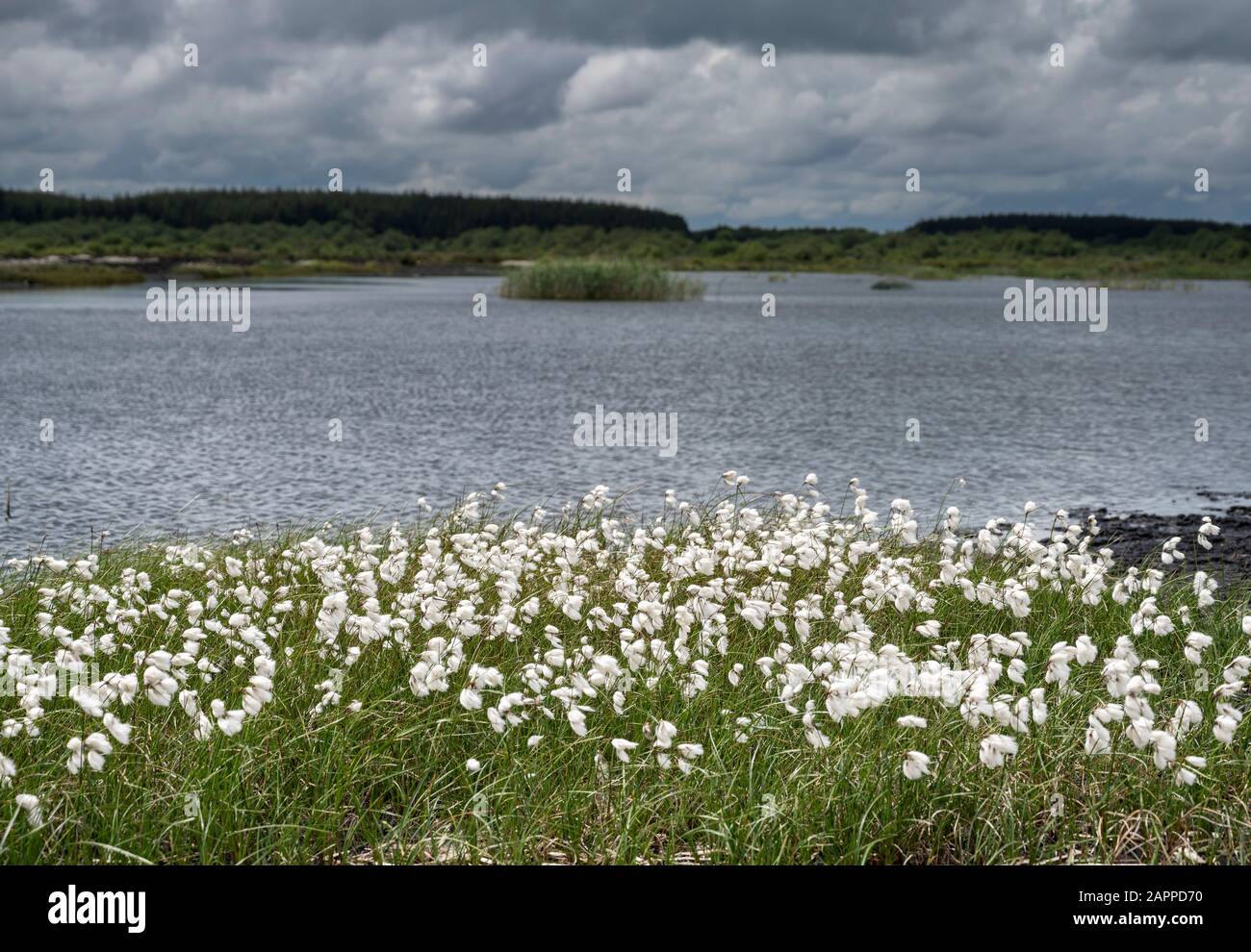 A large clump of bog cotton (Eriophorum angustifolium) growing in a ...