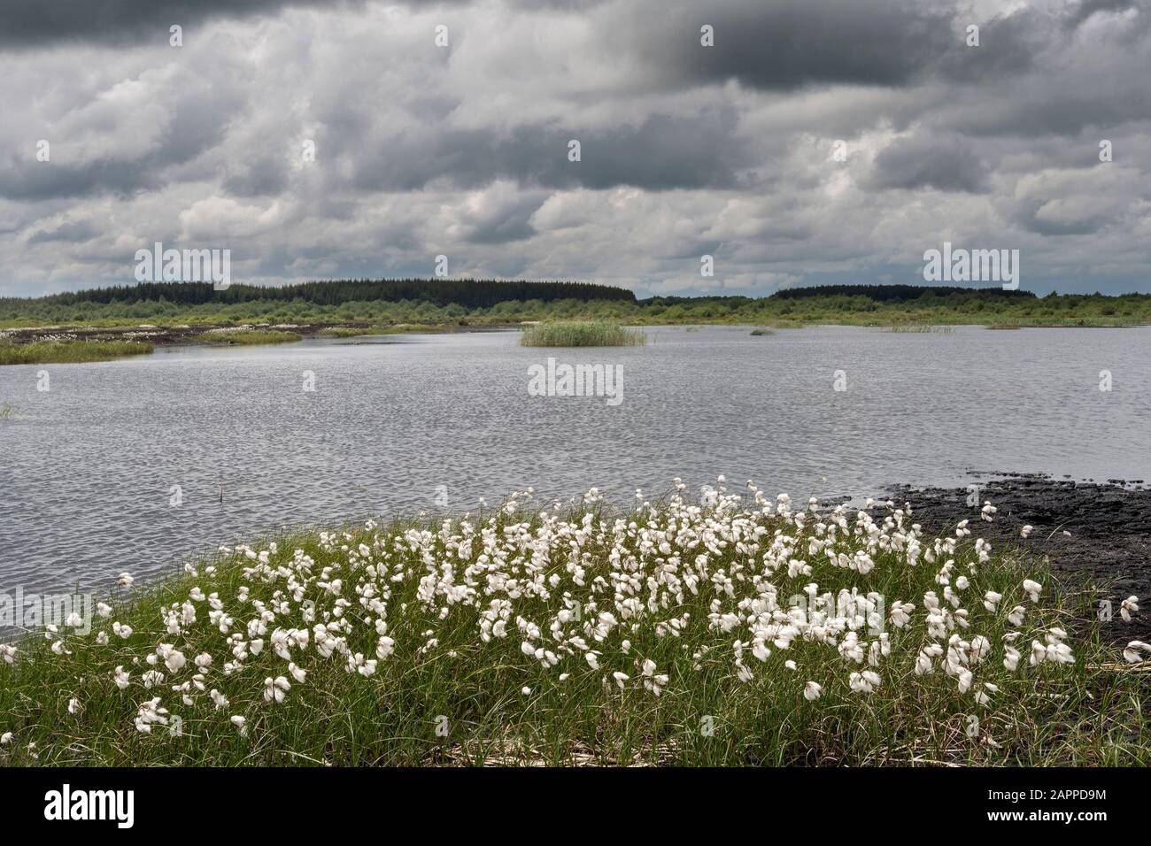 A large clump of bog cotton (Eriophorum angustifolium) growing in a ...