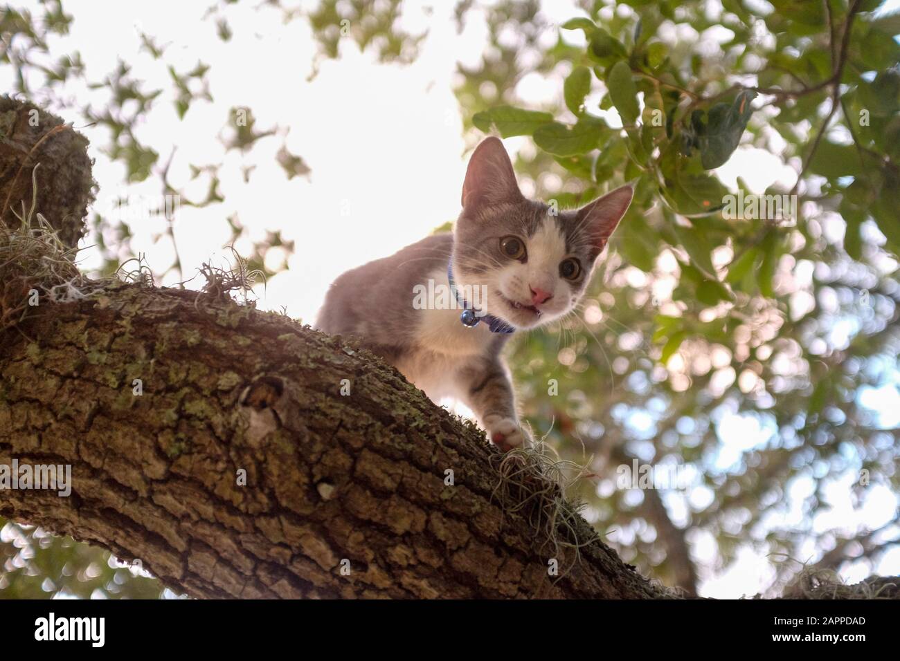 Cat in a tree Stock Photo - Alamy
