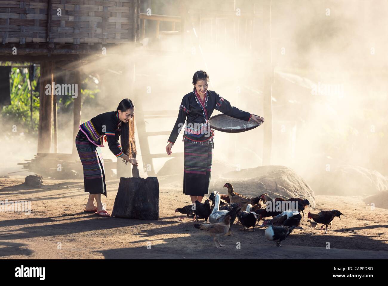 Asian girls (Hmong) feeding chickens at Laos countryside Stock Photo ...