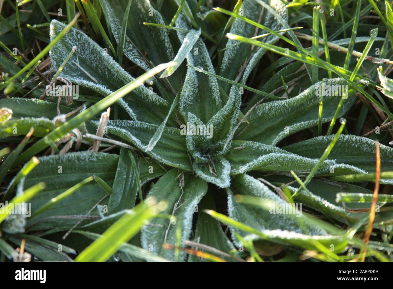 Frost rime winter weed hi-res stock photography and images - Alamy