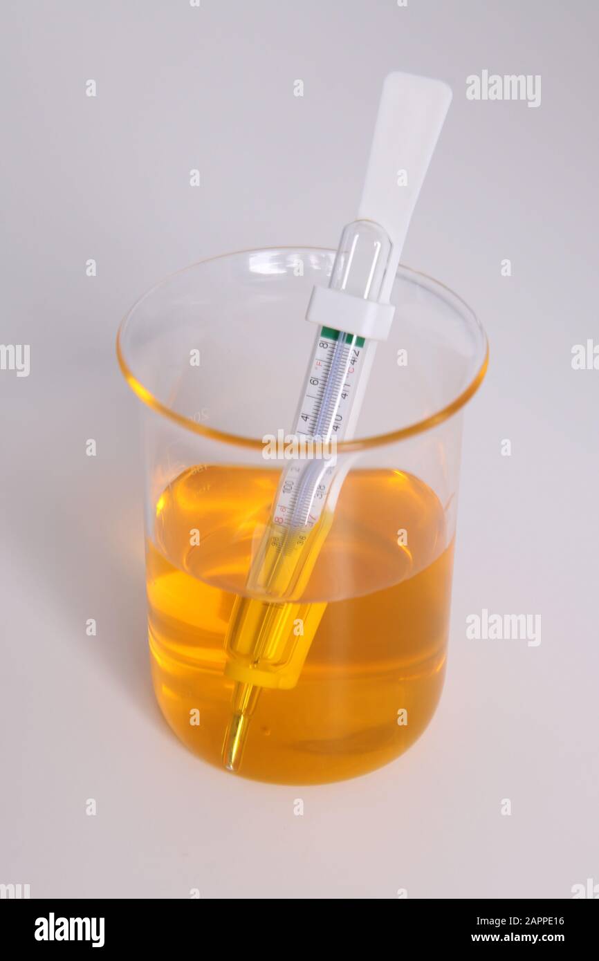 Yellow liquid in a beaker with thermometer dip, science lab on white ...