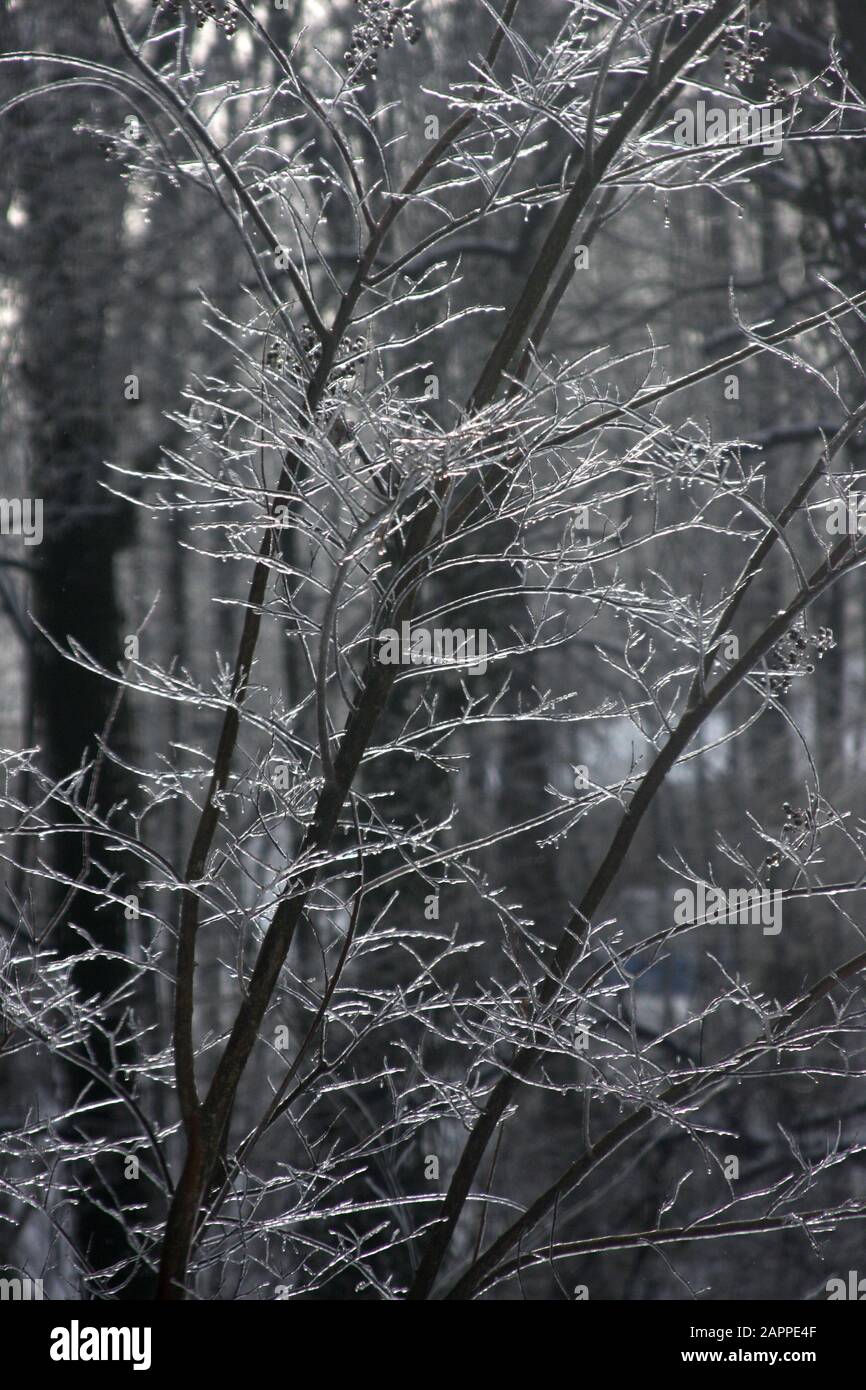 Frozen tree branches Stock Photo - Alamy