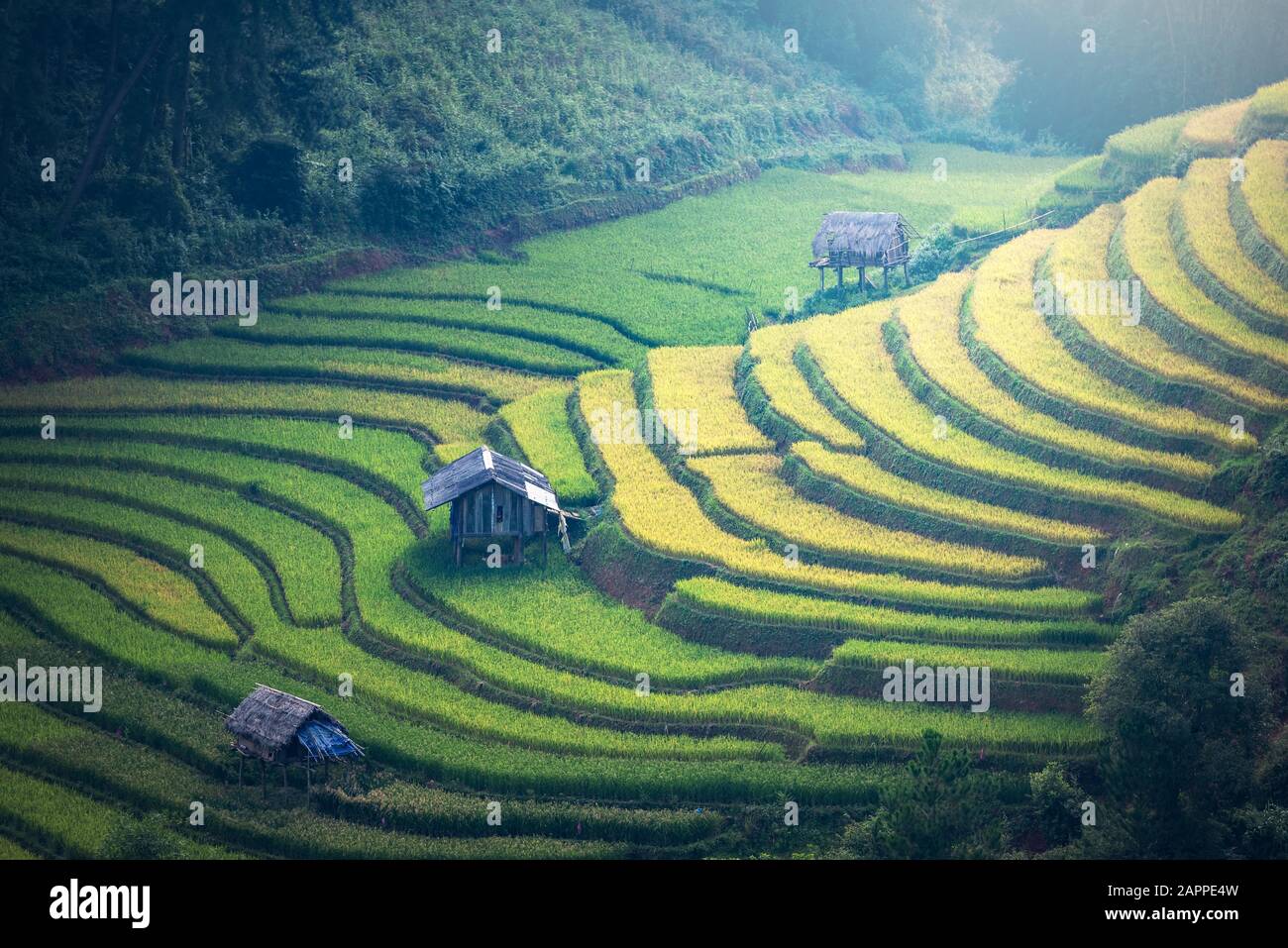 Vietnam Rice fields on terraced in rainy season at Mu cang chai ...