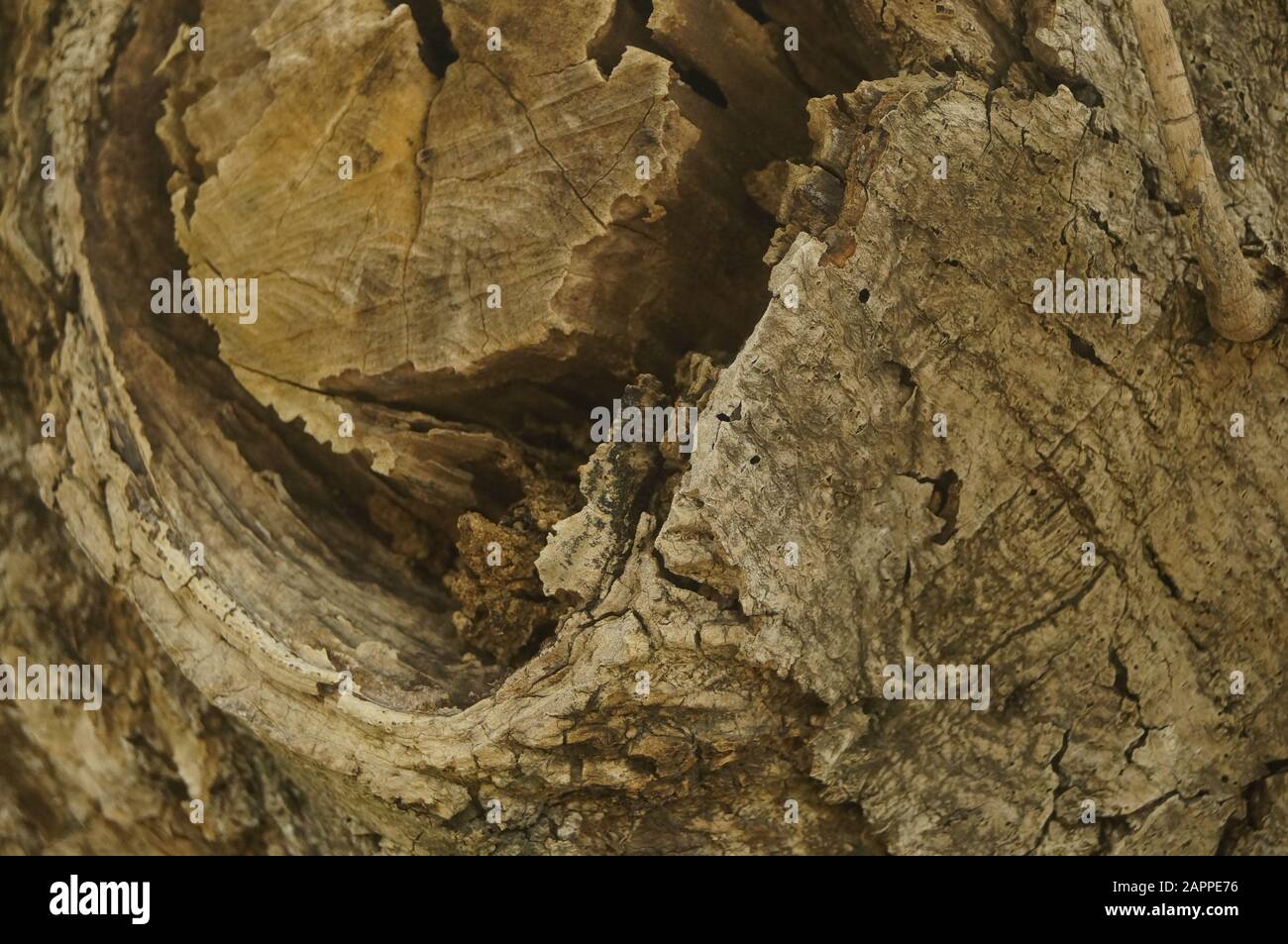 Old trunk and crack Stock Photo - Alamy