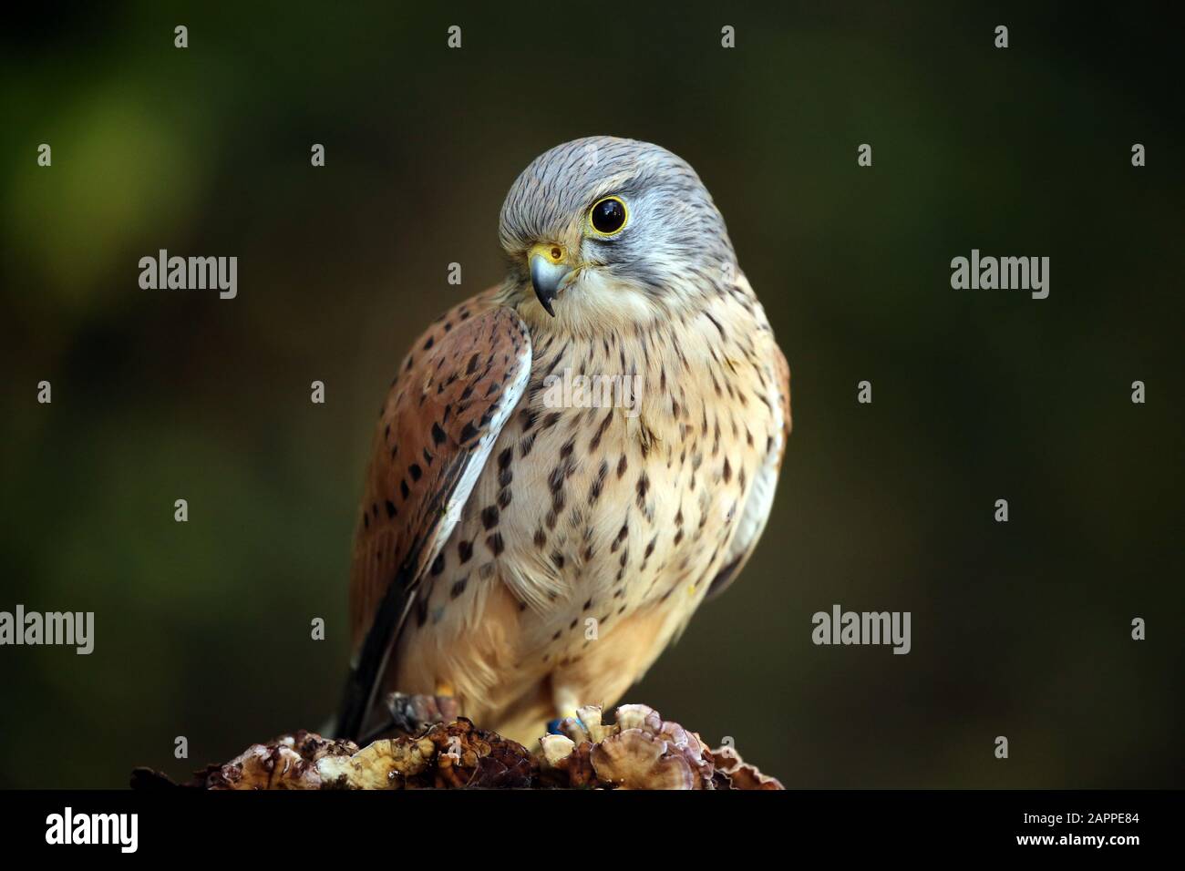 Kestrel feathers hi-res stock photography and images - Alamy