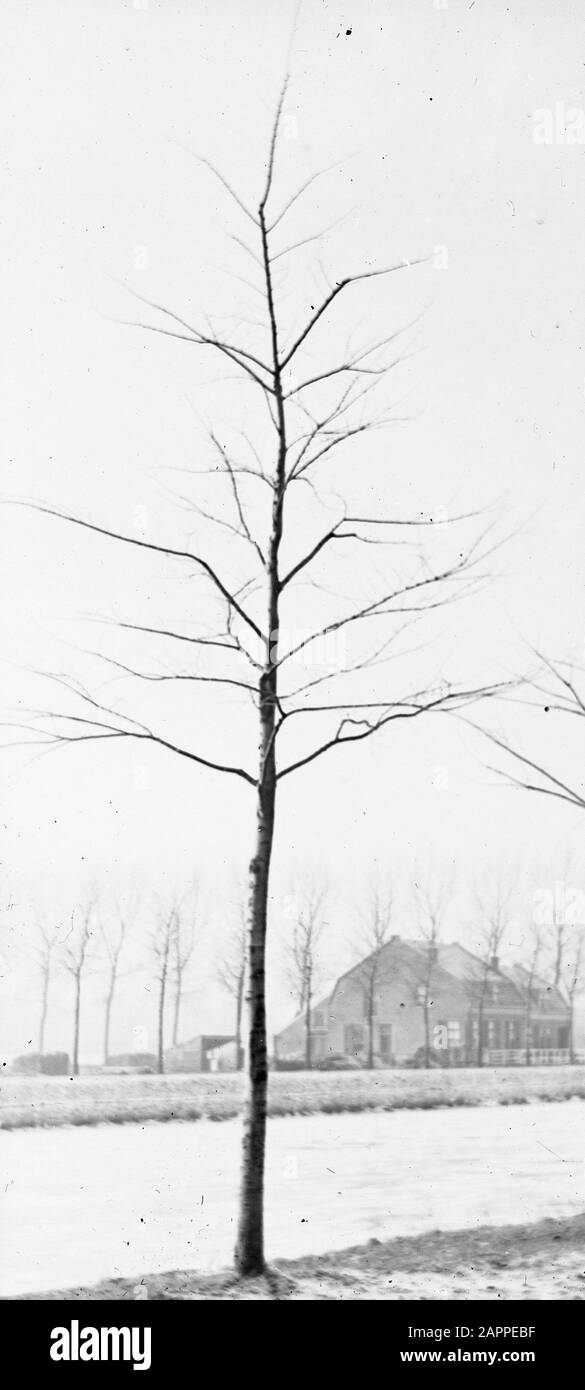 Pruned tips hi-res stock photography and images - Alamy